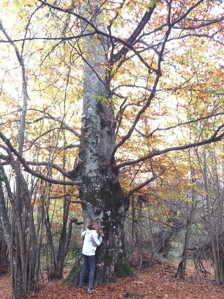 FAGGIO, Fagus sylvatica - La Fattoria dell'Autosufficienza e Permacultura